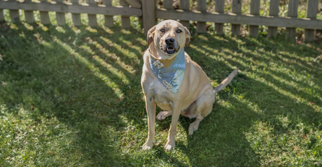 Dogs Of | Local Collection – Dogs Of Town